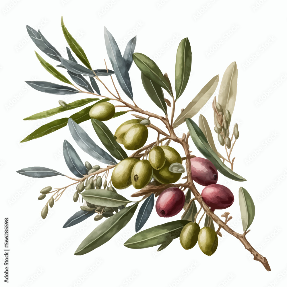 Watercolor olea floral illustration. Decorative elements template. Flat ...
