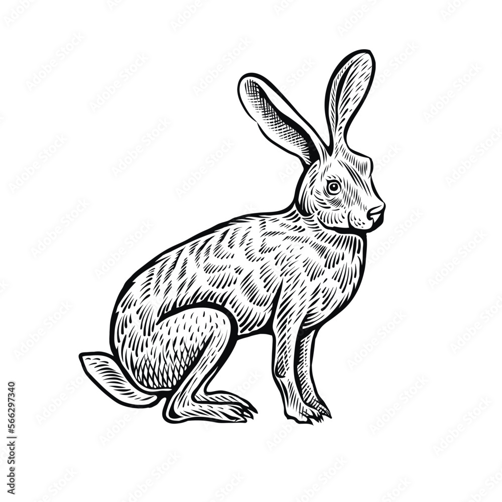 Sitting hare, hand drawn sketch. Isolated vector illustration ...