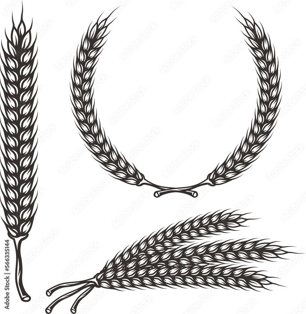 Different angles barley spike for art brush for bar menu or pattern ...