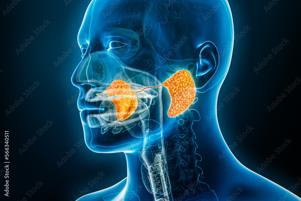Parotid Gland And Duct Xray 3d Rendering Illustration With Male Body Contours Human Anatomy