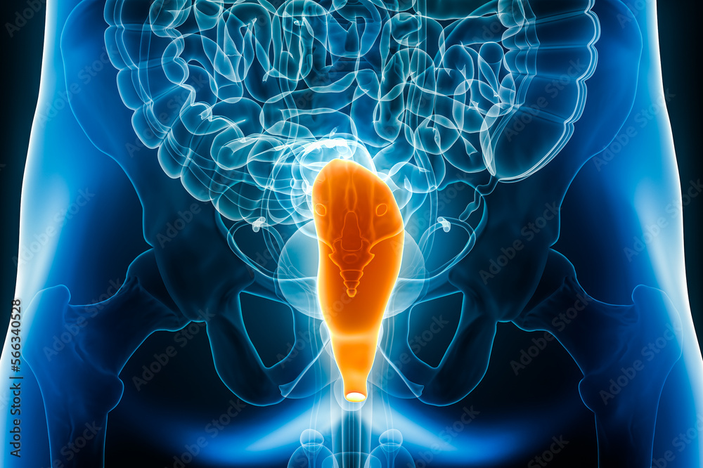 Posterior xray view of the rectum, part of the large intestine 3D ...