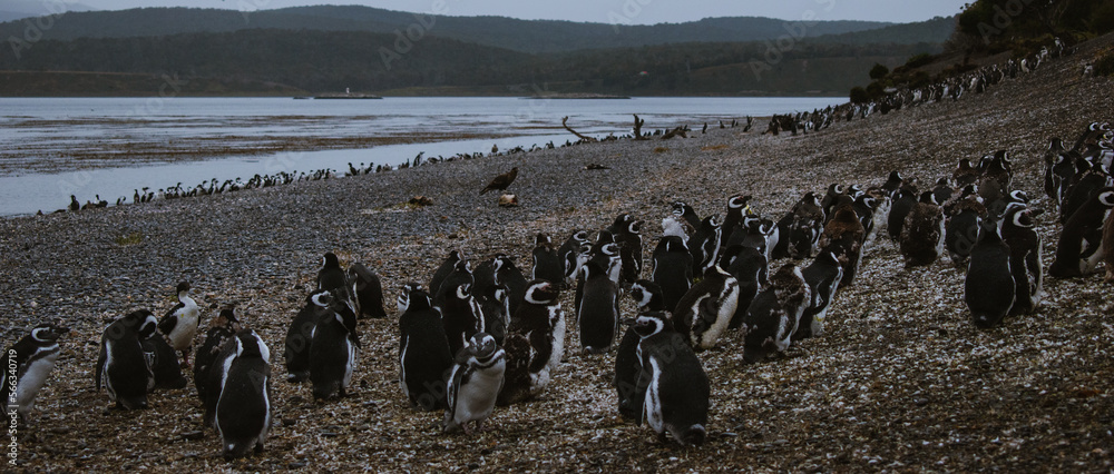 penguin at natural habitat, penguin family in antartic landscape, papua ...