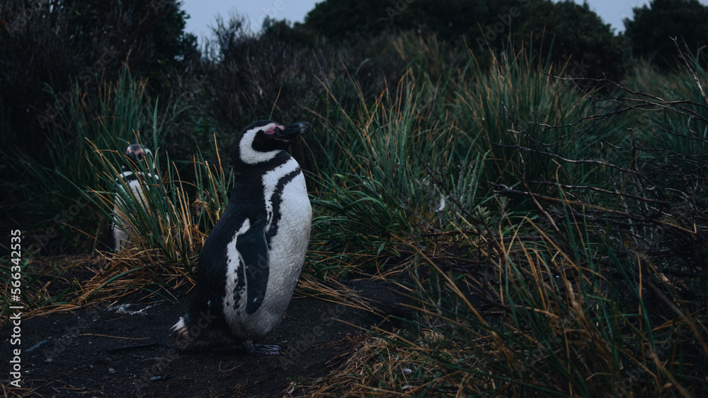 penguin at natural habitat, penguin family in antartic landscape, papua ...