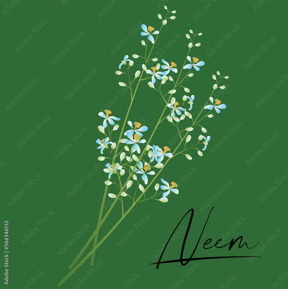 Neem or nimtree. Ayurvedic Herb. Health and Nature. medicinal plant ...