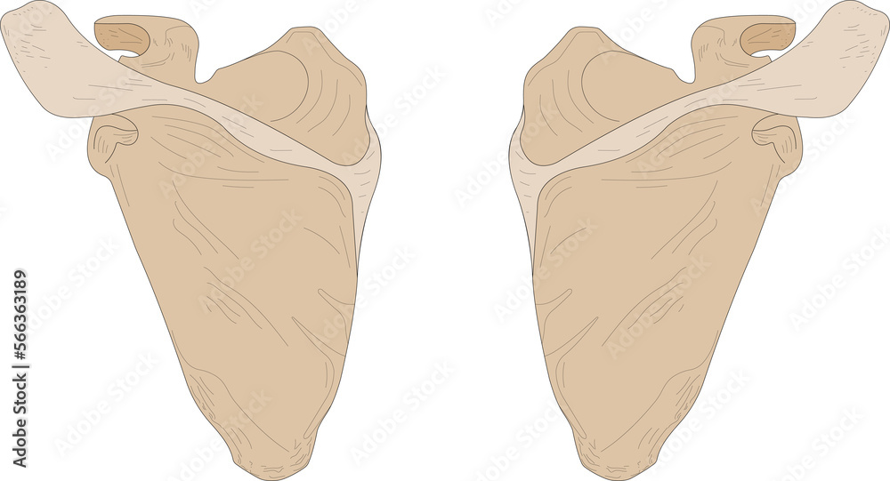Left Scapula and Right Scapula. Posterior (dorsal) view. Stock ...