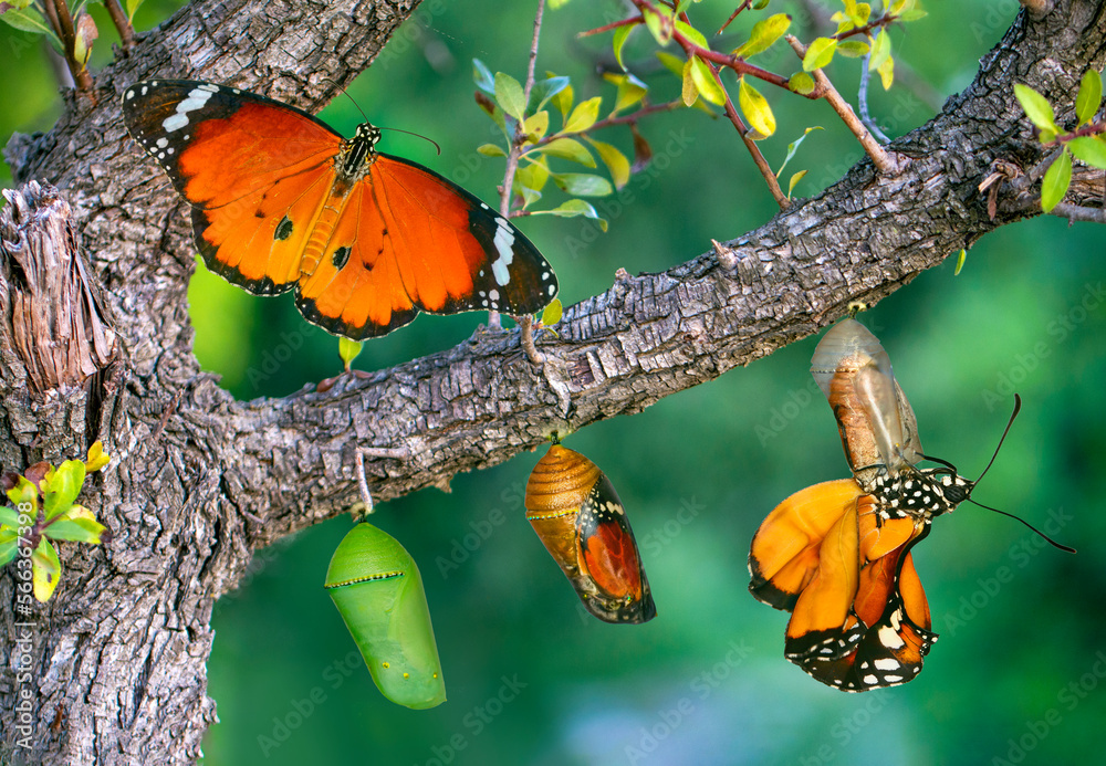Amazing moment . caterpillar, Large tropical butterfly hatch from the ...