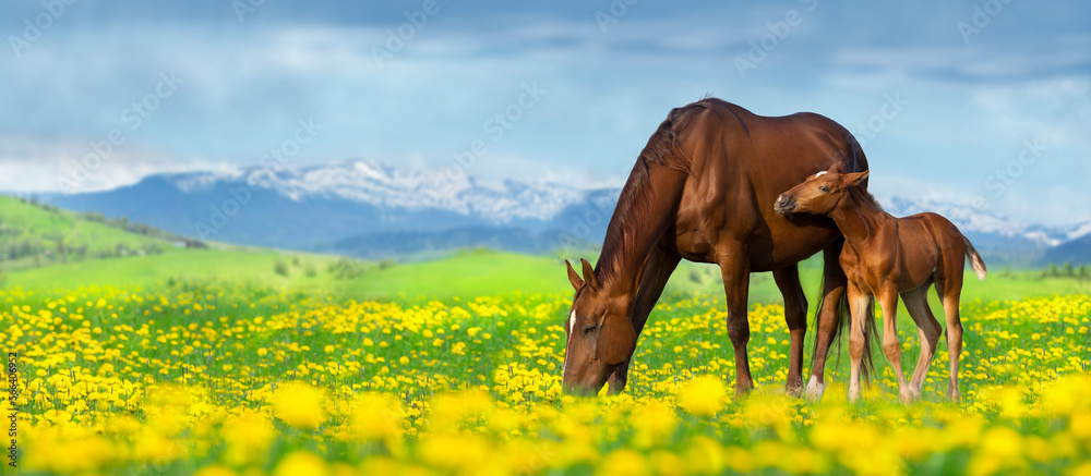 horse in the field Stock Photo | Adobe Stock