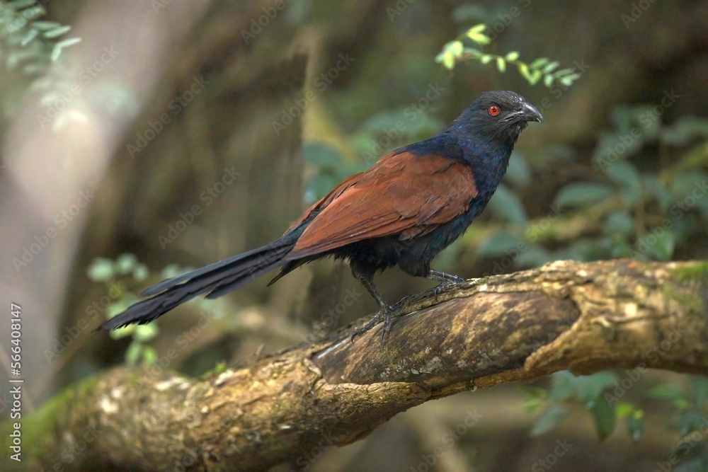 Greater Coucal, Centropus sinensis beautiful birds of Sri Lanka ...