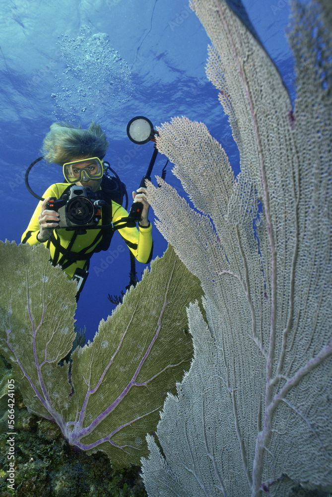 Female scuba diver with camera approaches large sea fans. Stock Photo ...