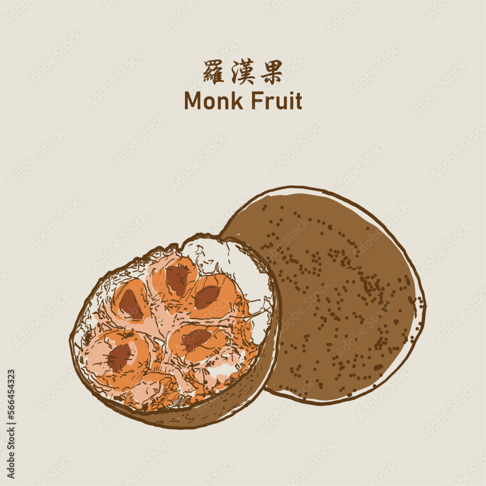 Monk fruit aka Luo Han Guo siraitia herb plant vector traditional ...