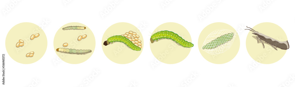 Poster Ilustración en vectores editables de desarrollo y crecimiento ...