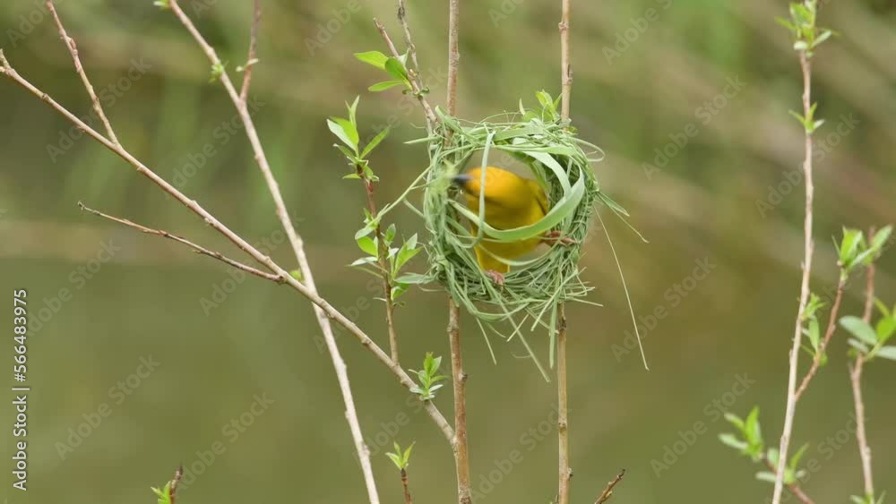 Spectacled Weaver working on Nest indise, close up,2023 Aka ploceus ...
