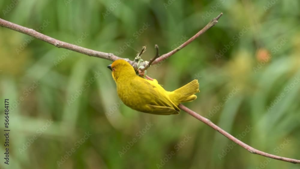 Spectacled Weaver begins to work on Nest, close up Aka ploceus ocularis ...