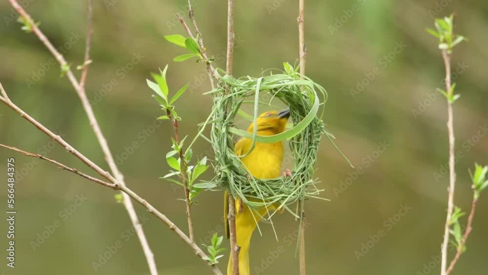 Spectacled Weaver working on Nest, close view Aka ploceus ocularis ...
