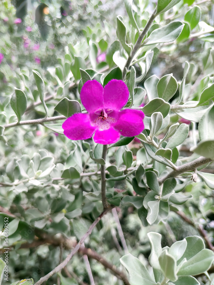 Magenta color flowers of Barometer Brush, Silverleaf, Texas Ranger ...