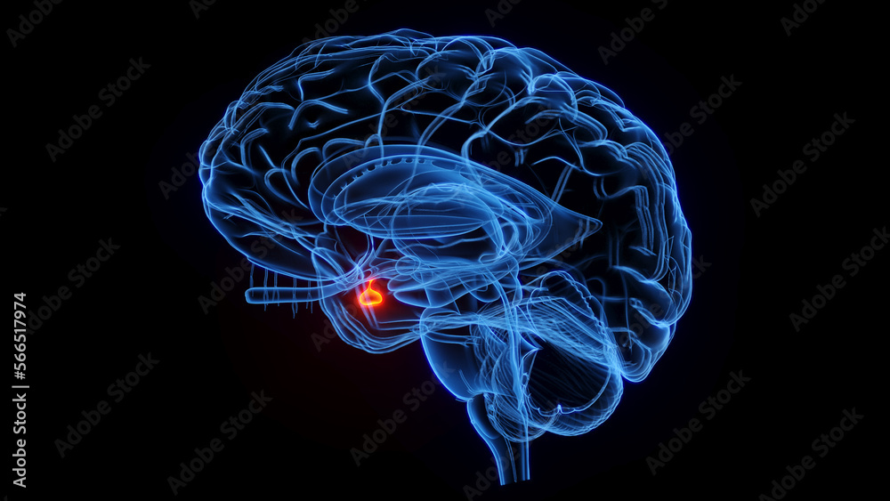 3D rendered medical illustration of the pituitary gland Stock ...