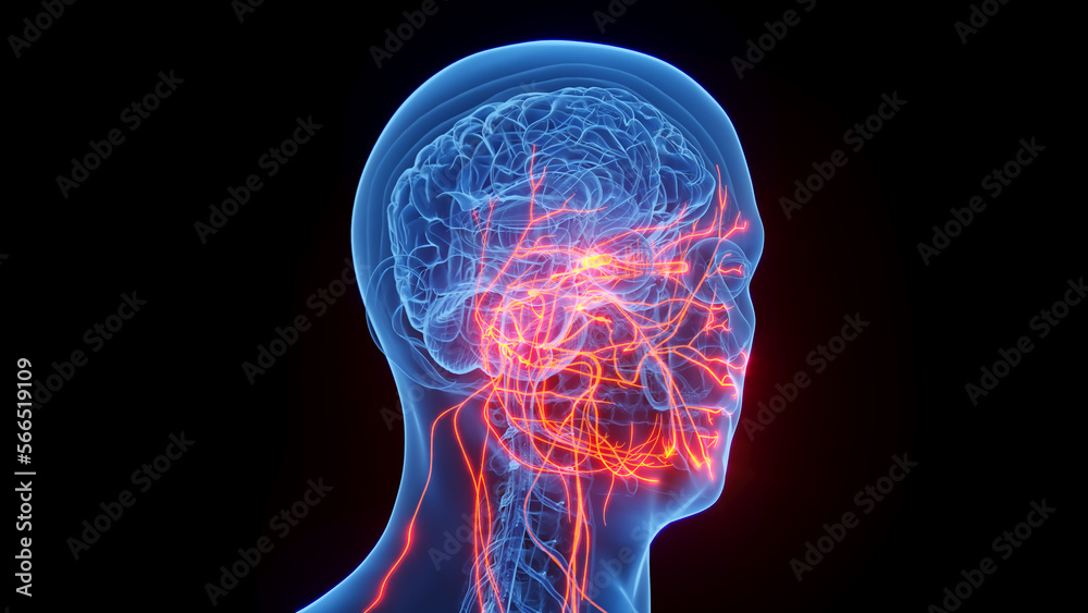 3D rendered medical illustration of a man's cranial nerves Stock ...