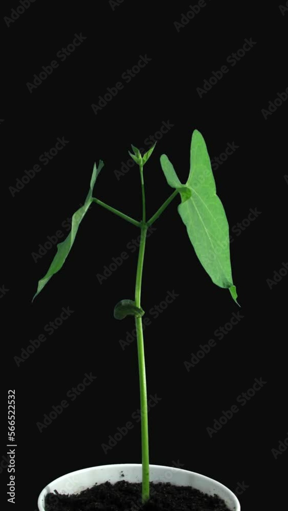 Phototropism effect in growing bean vegetable with ALPHA transparency ...