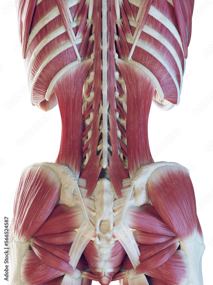 3D rendered medical illustration of a man's back muscles Stock ...