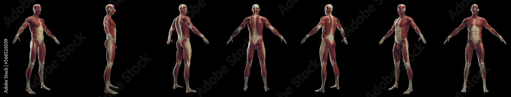 3D rendered medical illustration of a man's muscular system Stock ...