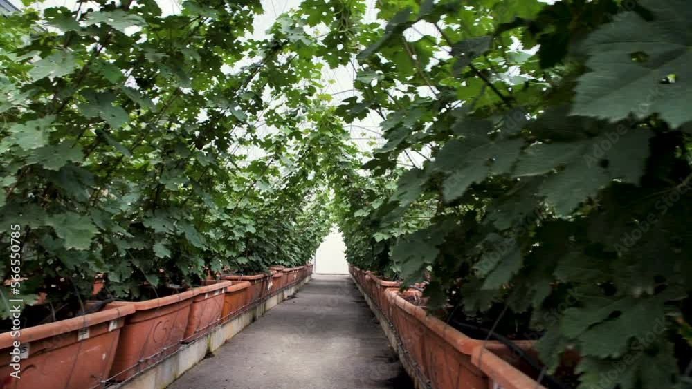 Many rows of small grapevine plants inside vases, growing inside the ...