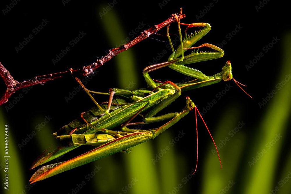 close-up of matinclose-up of mating praying mantises on an orchid ...