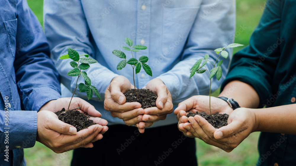 Poster Group of business hands holding young plant on blur green nature ...