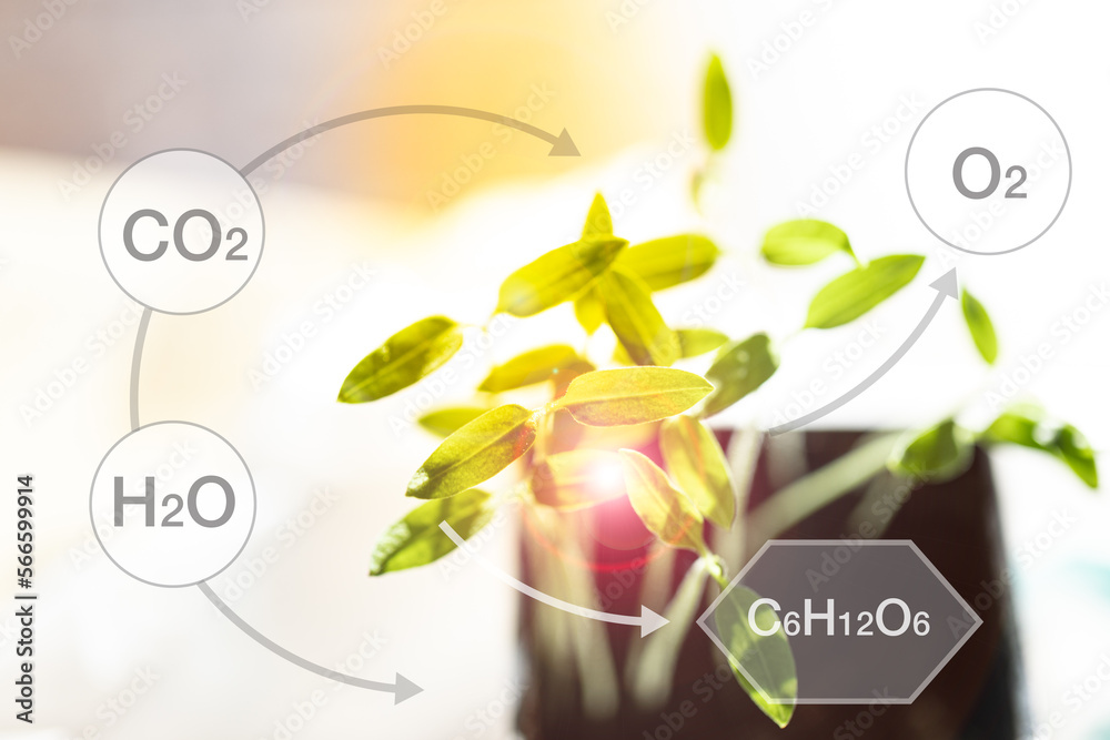 The transformation of carbon dioxide and water into carbohydrate and ...
