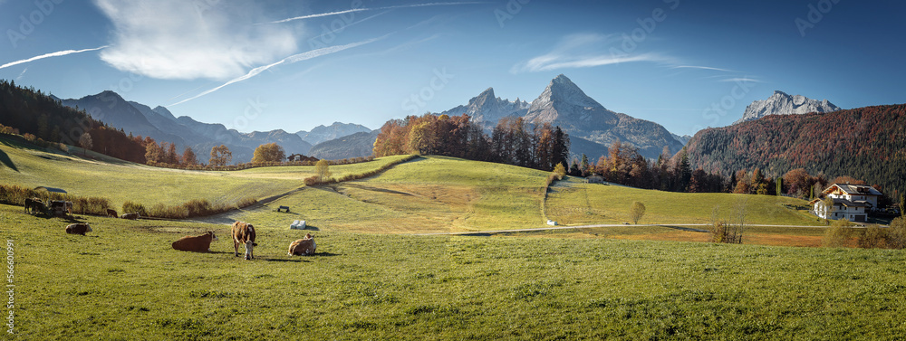 Wonderful summer landscape with cows grazing on fresh green mountain ...