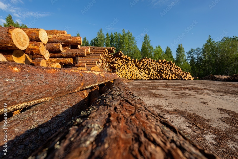 Deforestation, forest destruction. Timber harvesting. Pile, stack of ...