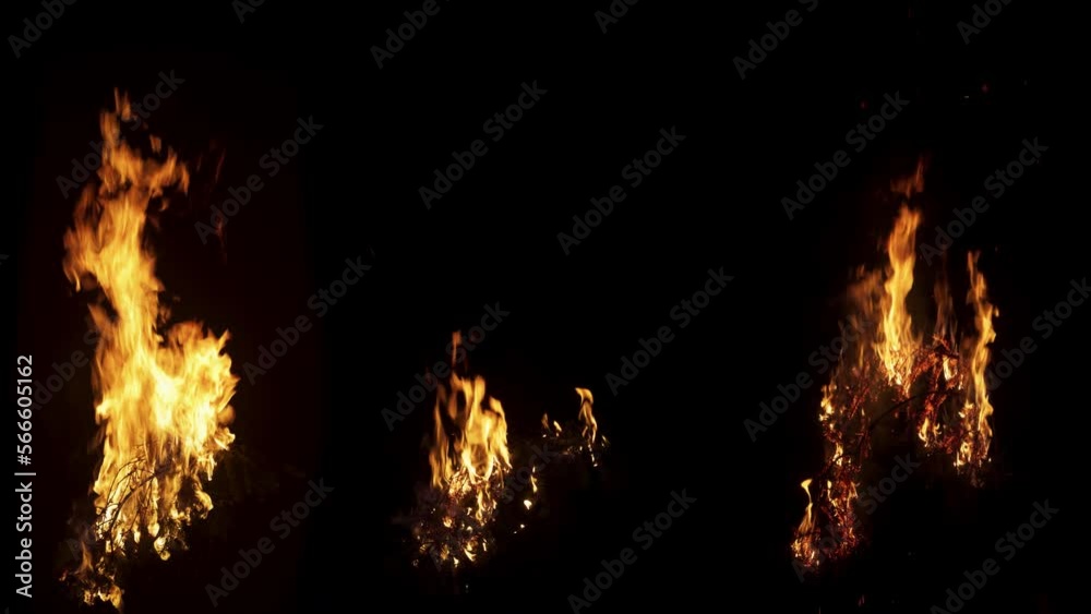 Slow Motion Shot Of Wooden Tree Branch Burning On Fire On Black ...