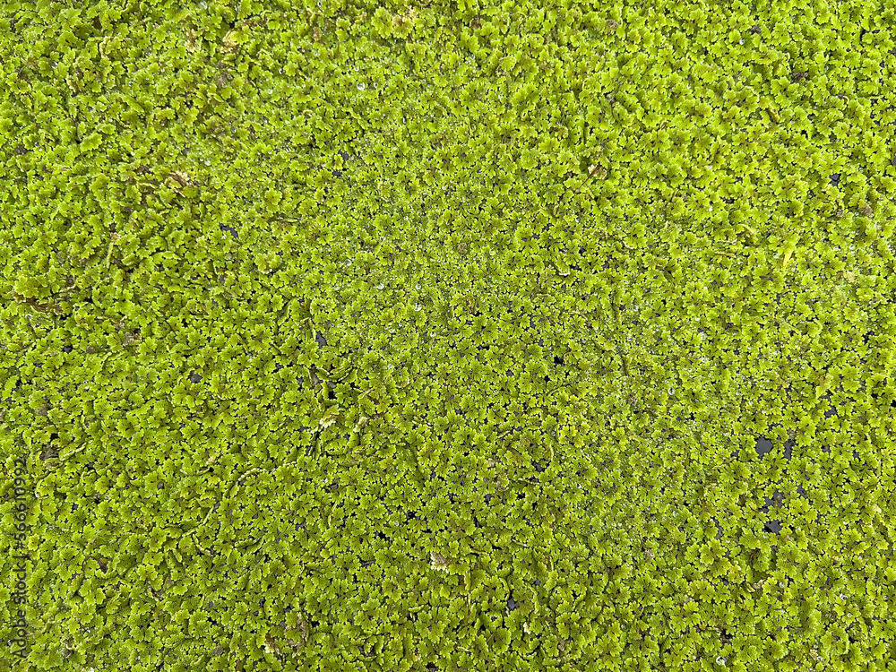 Aquatic fern (possible binomial name: Azolla caroliniana Willd.), also ...