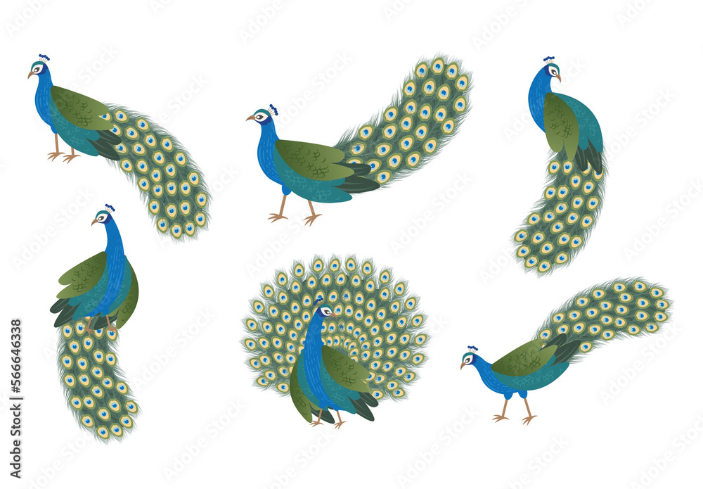 Peacock Indian Pichwai Mughal Style Peacock Bird Illustration Stock ...