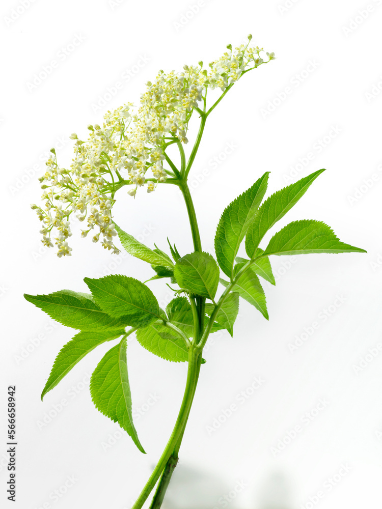 Holunderbluete auf weissem Fond mit Blaettern als Freisteller Stock ...