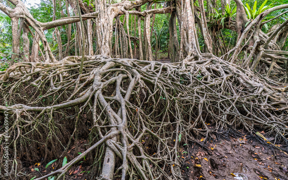 Massive banyan tree root system in rain forest, Sang Nae Canal Phang ...