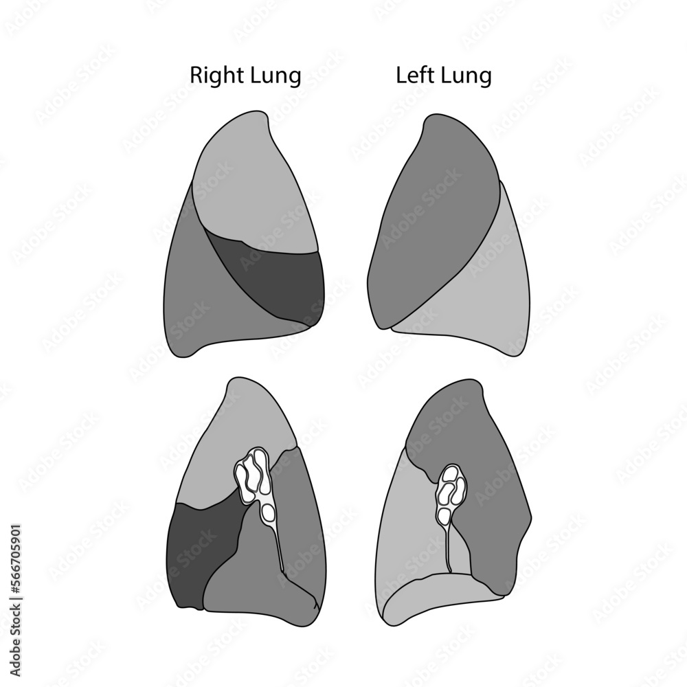Vector Diagram of the lung including both left and right lobes with ...