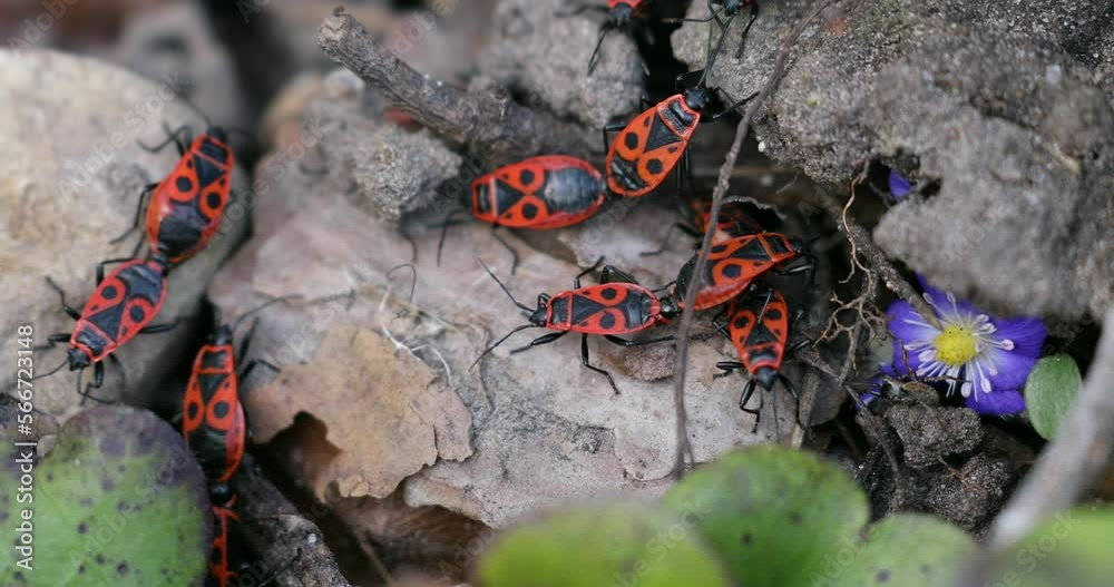 Firebugs insects Pyrrhocoris Apterus on the Ground. Springtime in Wild ...