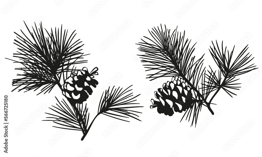 Pine Tree Branch Silhouette