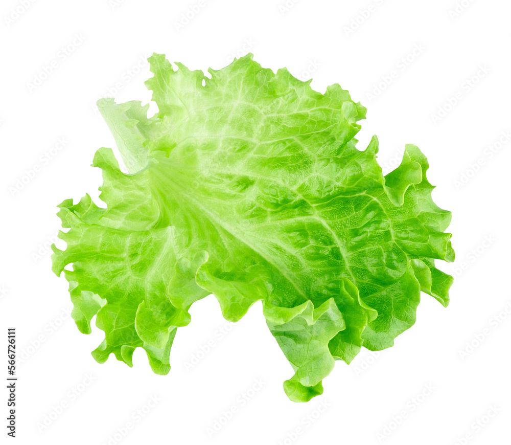Lettuce leaf isolated on transparent background. Png format Stock Photo ...