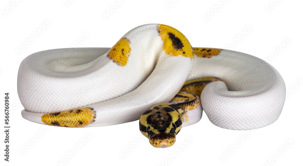 Young Piebald Ball Python aka Python Regius snake. Very high on white ...