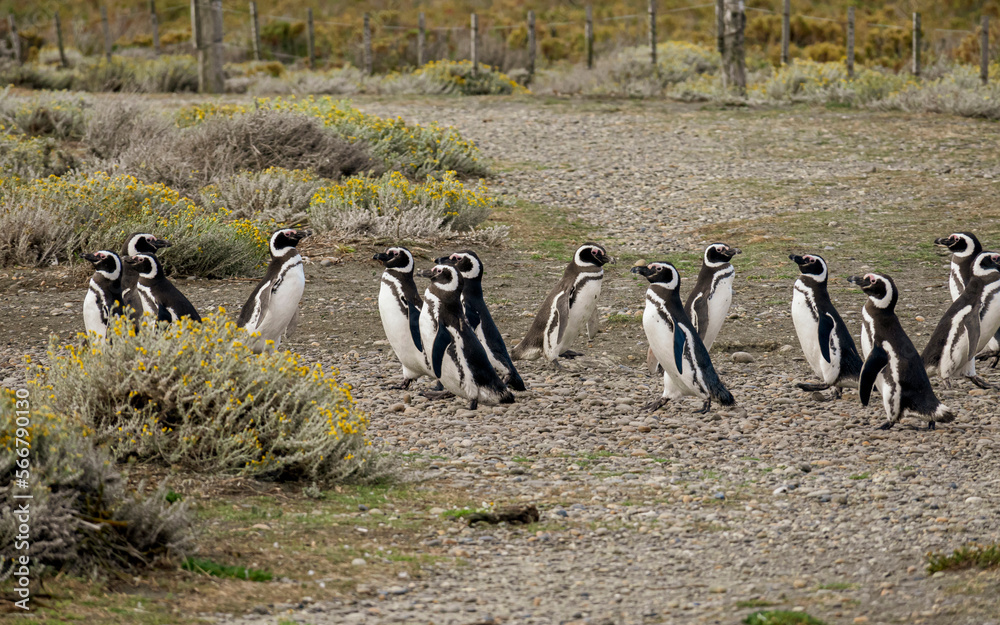 Penguin coming from the beach to their nests. Magellanic penguin. Stock ...