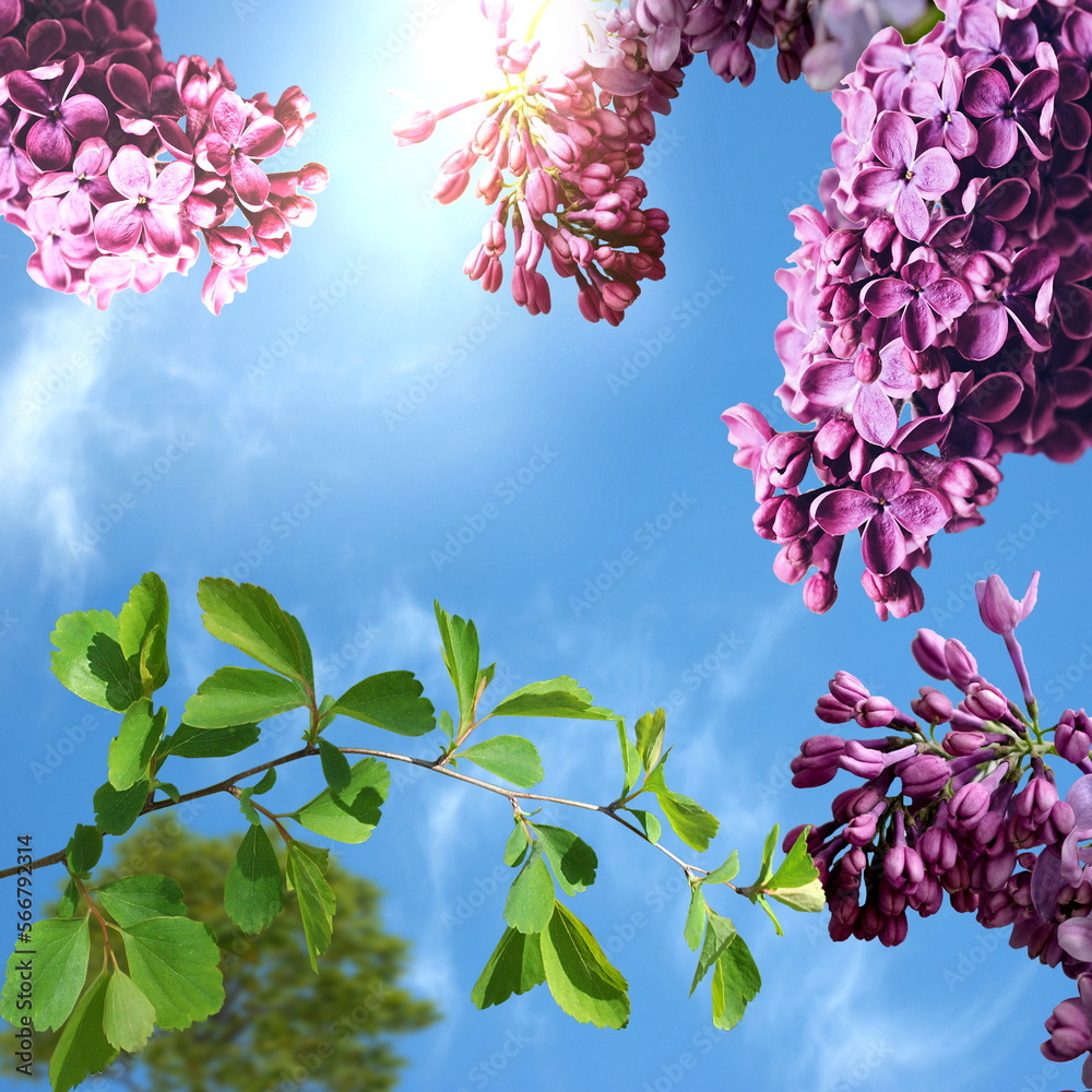 Beautiful spring or summer view of tree in city park and green grass ...