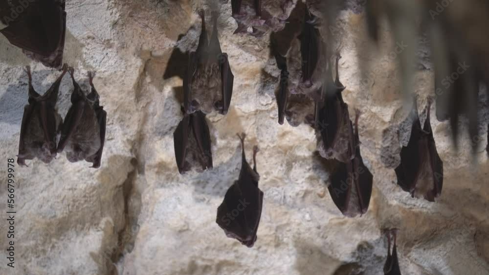 Close-up group of small sleeping horseshoe bats covered by wings ...
