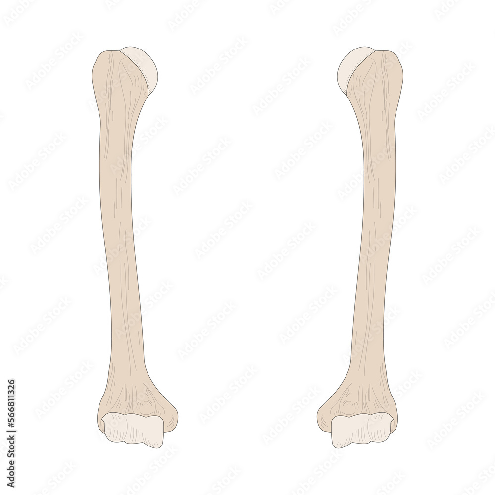 Right Humerus and Left Humerus. Anterior (ventral) view. Stock ...