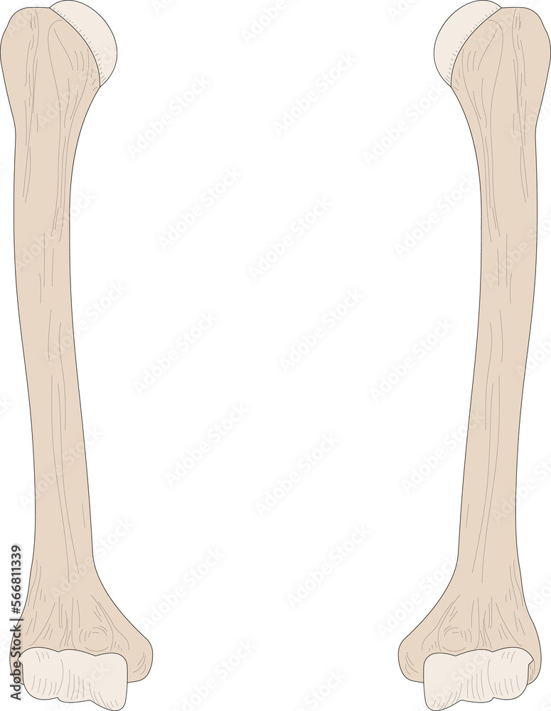 Right Humerus and Left Humerus. Anterior (ventral) view. Stock ...