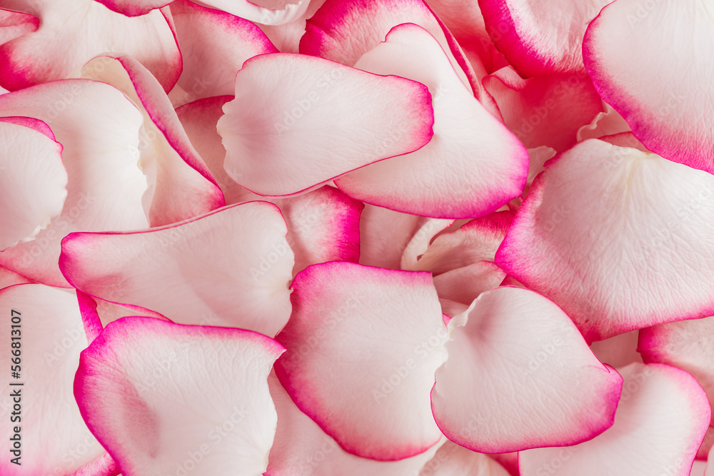 Pink rose petals background. Rose petals wallpaper for design. Stock ...
