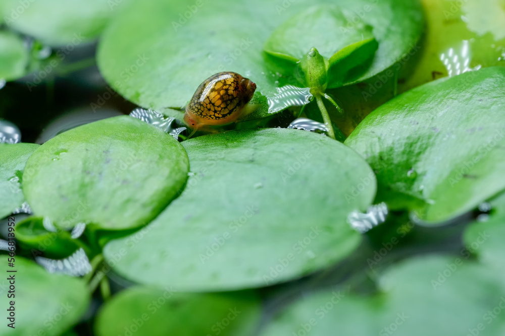 bladder snails, physidae snail, family of air breathing freshwater ...