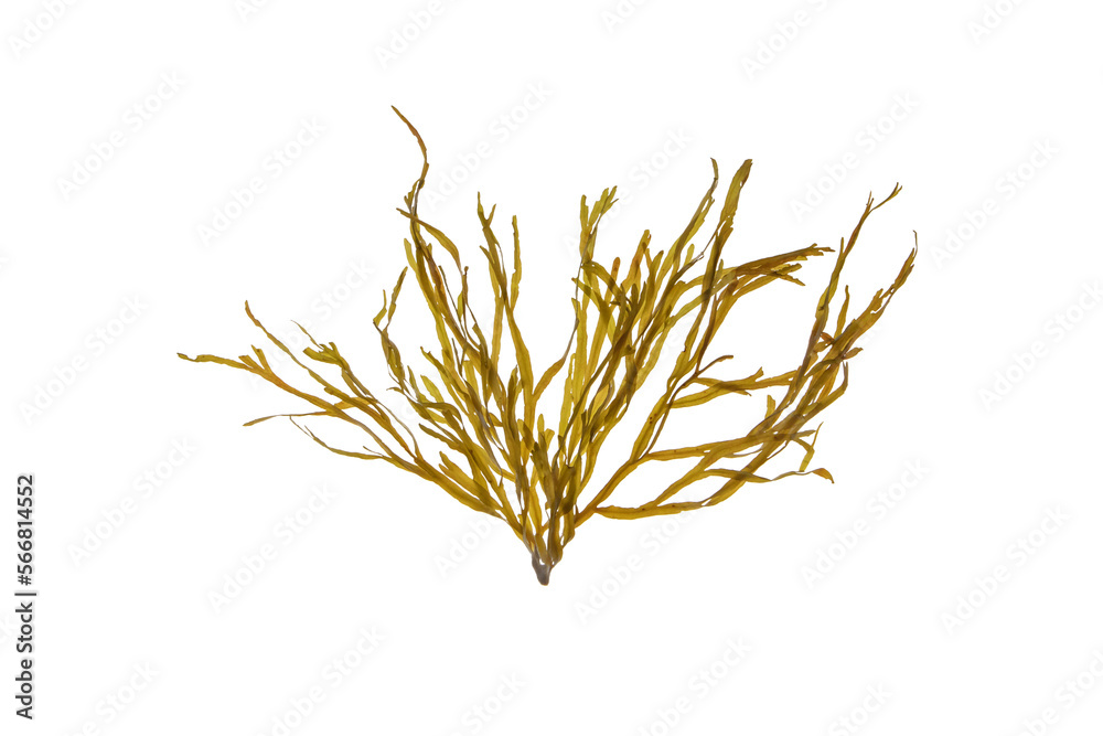 Dictyota dichotoma seaweed isolated transparent png. Brown alga branch ...