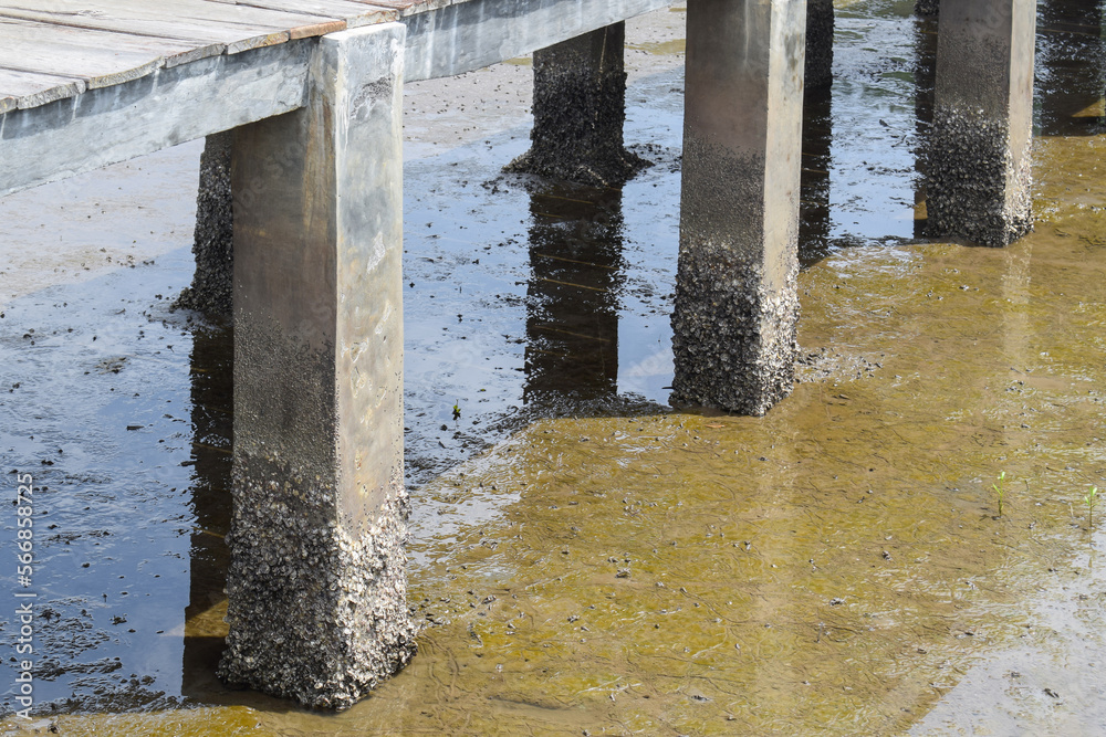Sea shells stuck to the foundation of the coastal bridge. the weather ...
