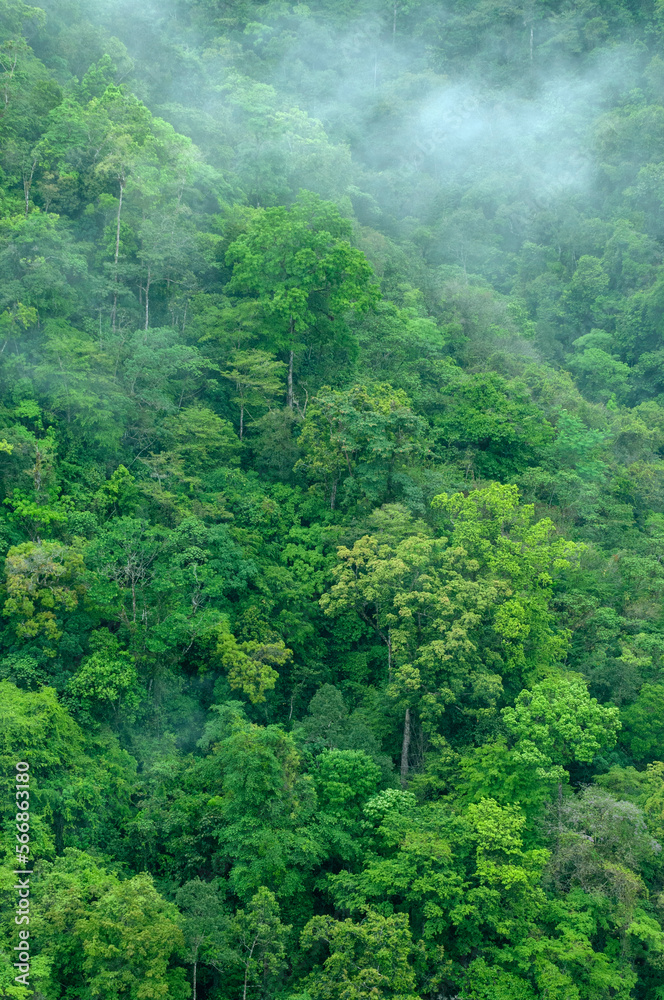 Vista aérea de una parte de la selva tropical lluviosa de Chiapas y ...